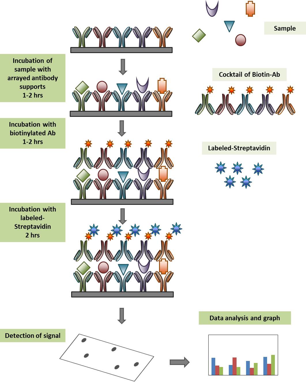 Membrane-Based Antibody Arrays Clinisciences